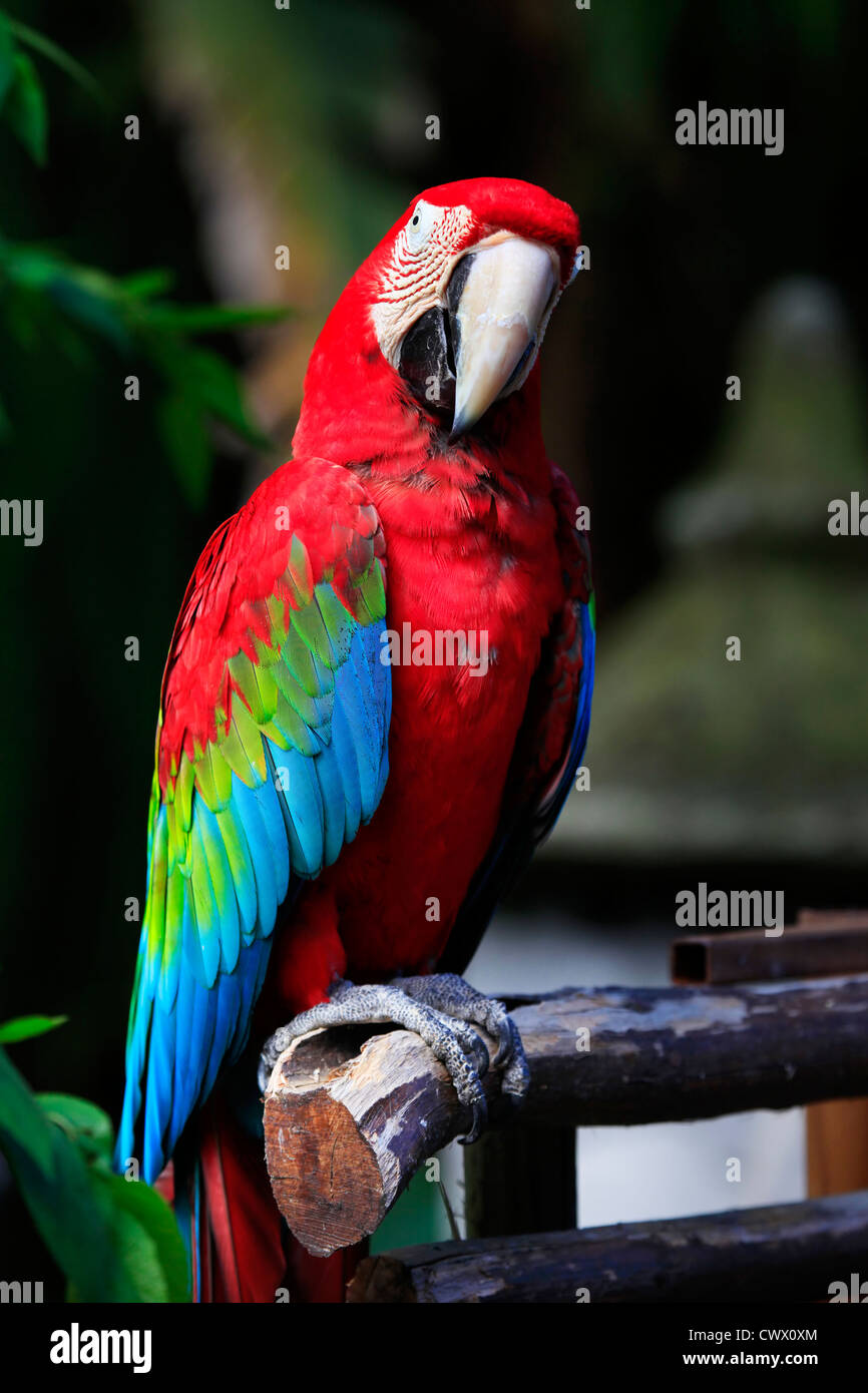 Parrot on a branch. Park of birds. Bali. Indonesia Stock Photo - Alamy