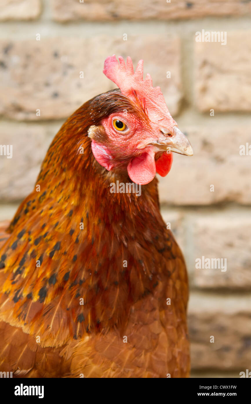 Hybrid chicken hi-res stock photography and images - Alamy
