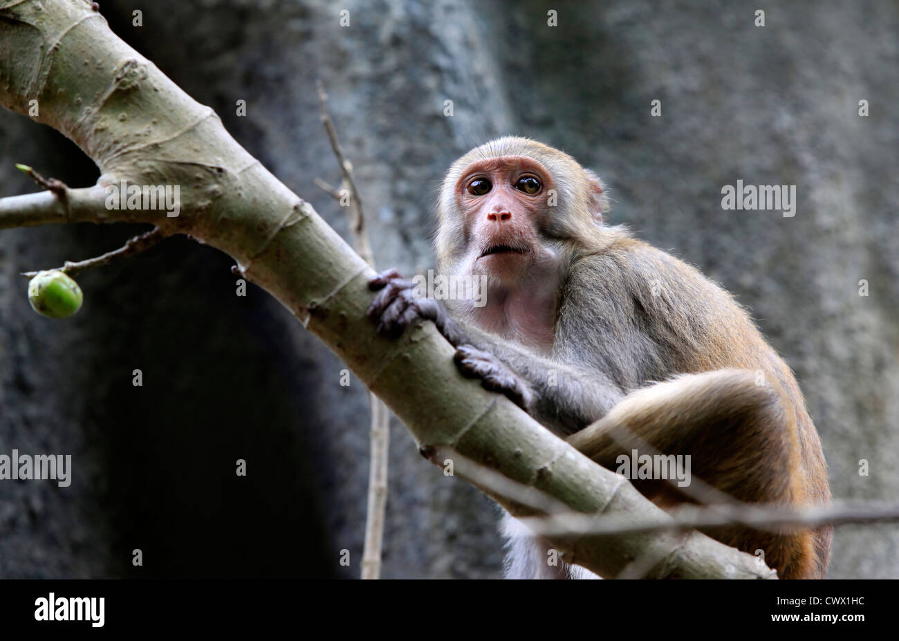 Portrait of the sad monkey. Park of monkeys in China Stock Photo - Alamy