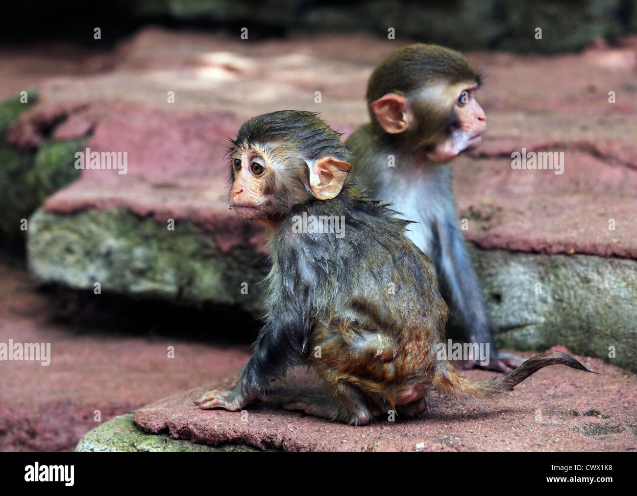 Two small monkeys. Park of monkeys in China Stock Photo - Alamy