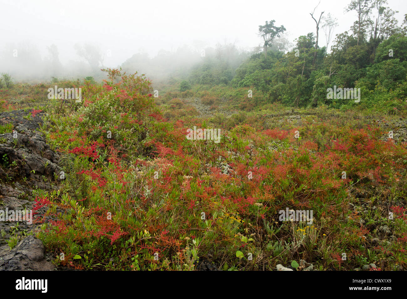 Afro-alpine moorland on Nyiragongo Volcano, Virunga National Park, DR ...