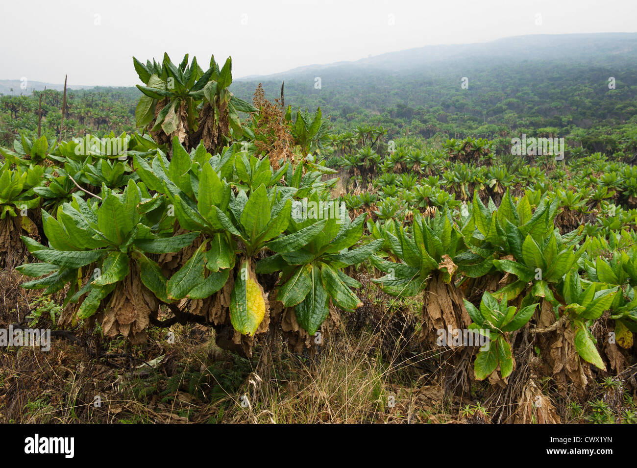 Afro-alpine moorland on Nyiragongo Volcano, Virunga National Park, DR ...