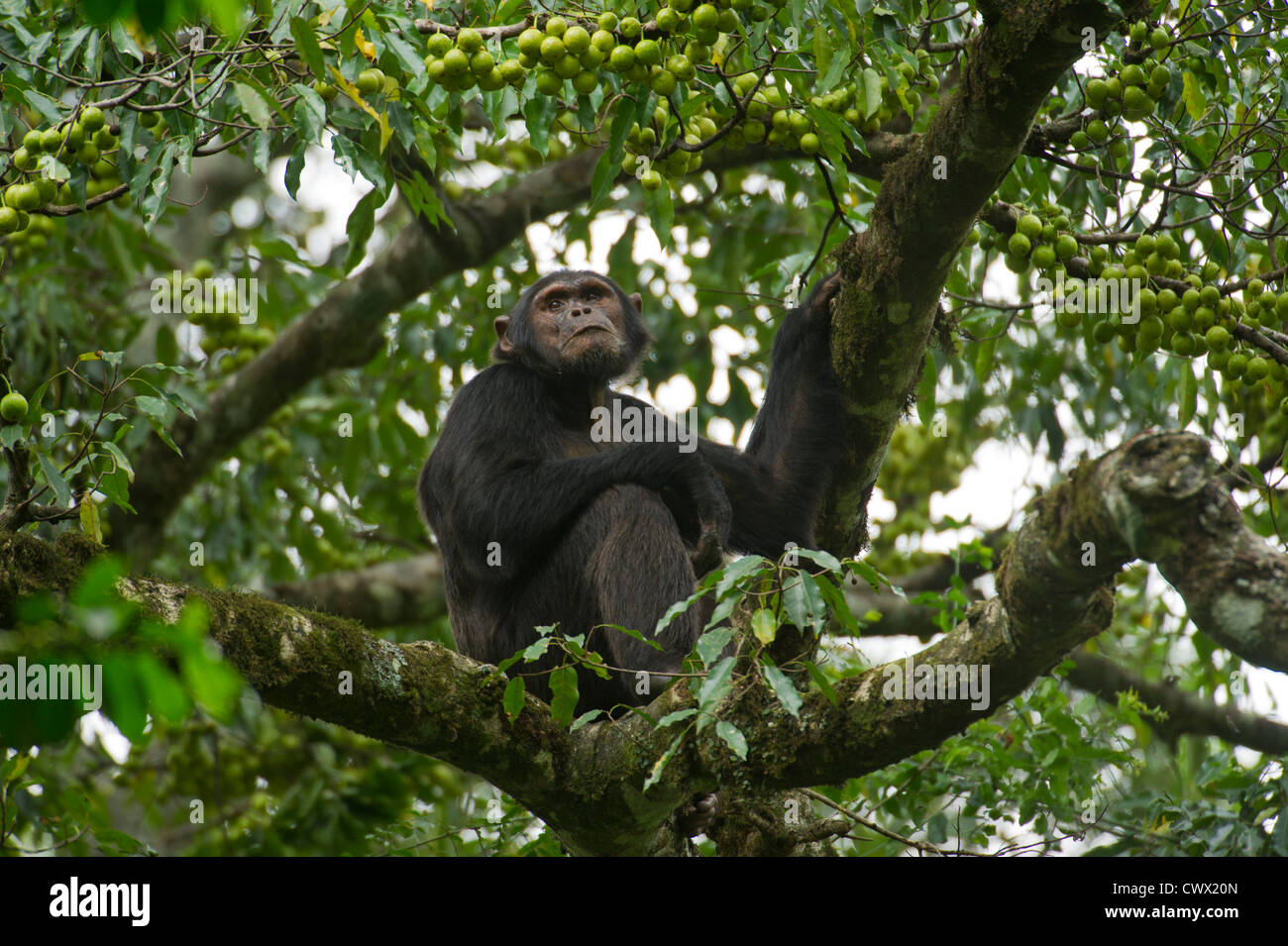 Chimpanzee, Pan troglodytes, Tongo forest, Virunga National Park, DR ...