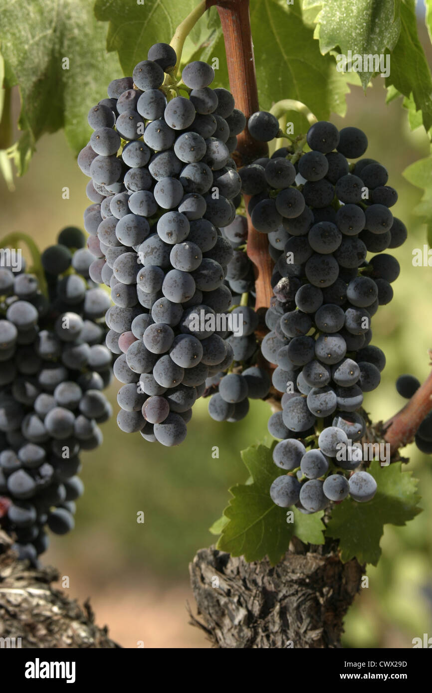 Carignan hi-res stock photography and images - Alamy