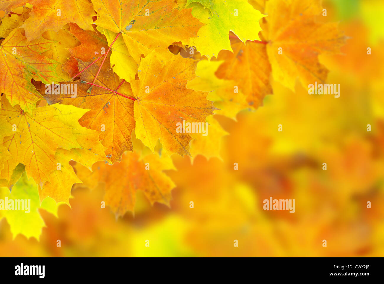 Dry maple oak leaves hi-res stock photography and images - Alamy