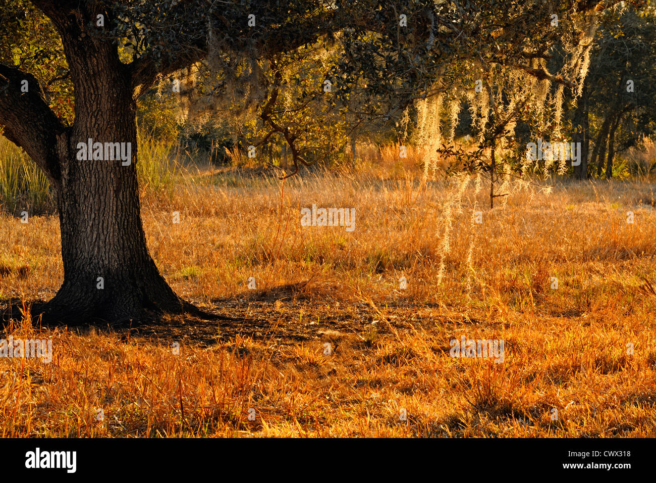 Oak trees and grasses in early spring, Kissimmee Prairie Preserve State ...