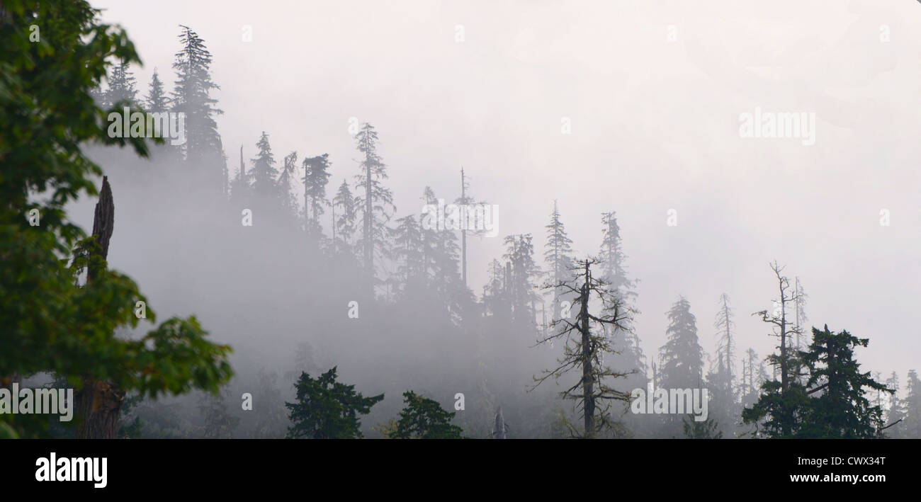 Photograph of a foggy Olympic Forest tree line in the early morning ...
