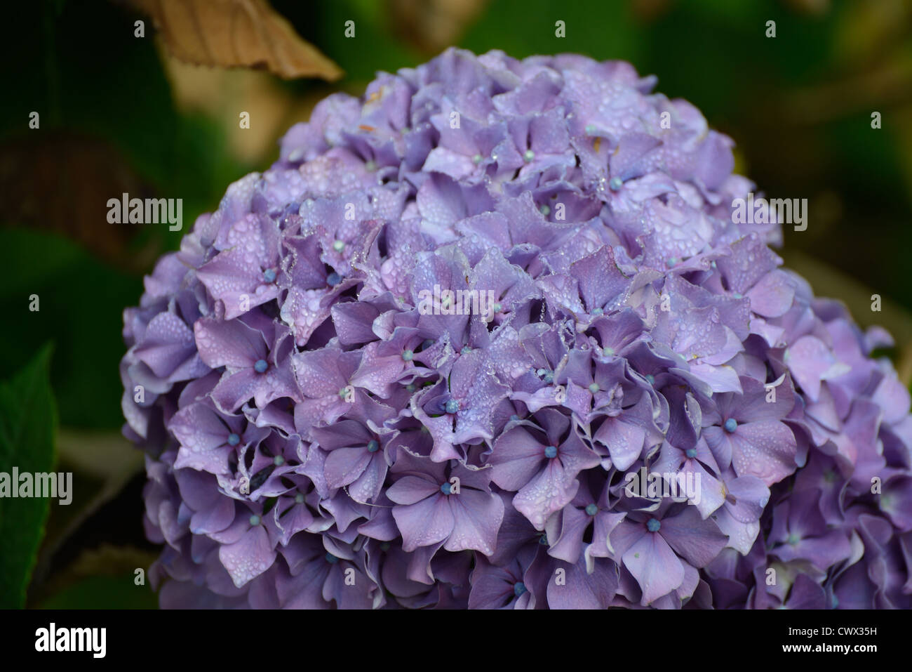 Photo of a flower cluster from a purple Bigleaf Hydrangea taken after ...