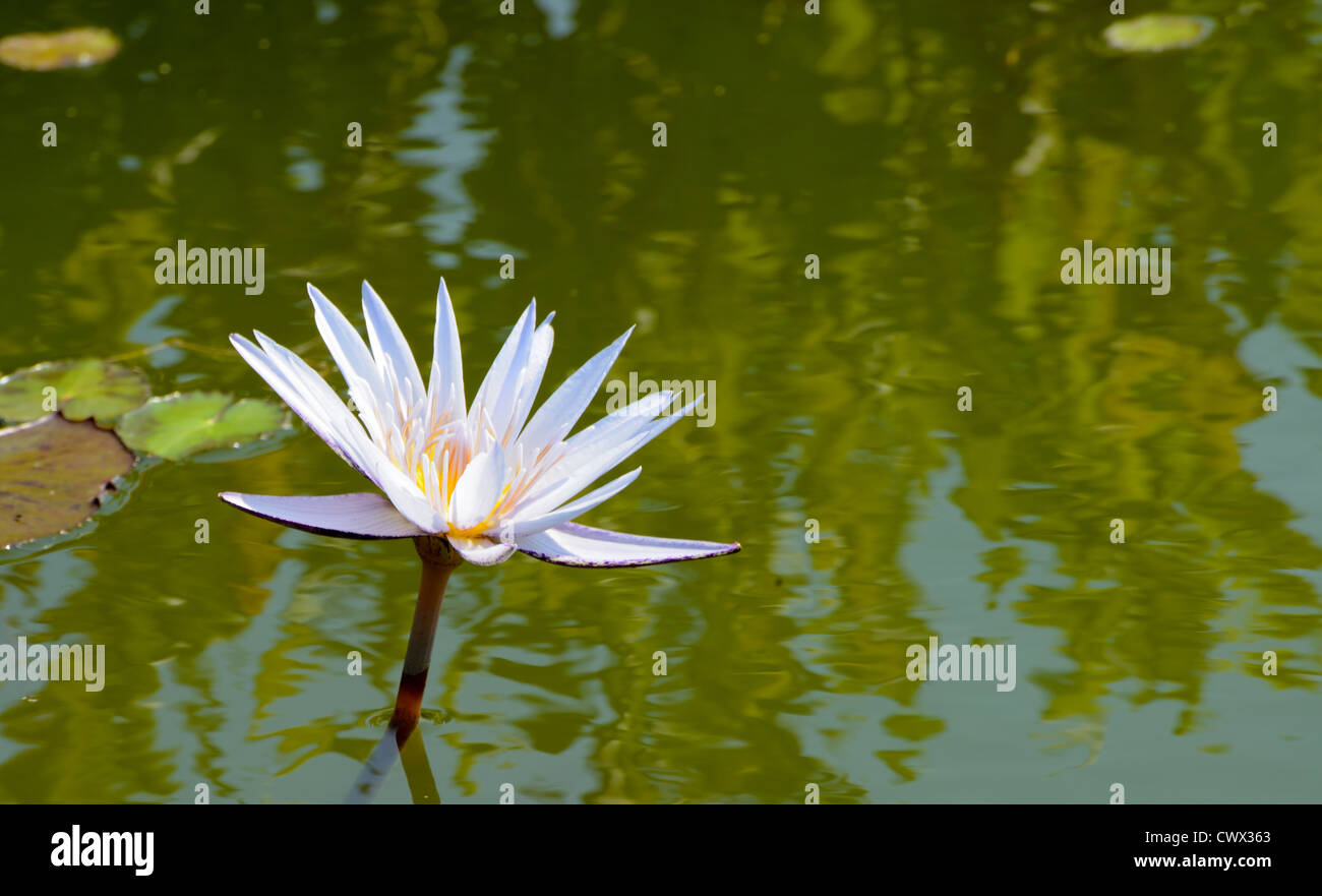 Photograph of a blooming Eqyptian Lotus with tree reflections in the ...