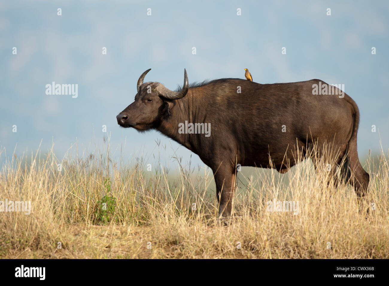 Buffalo (Syncerus caffer caffer), Akagera National Park, Rwanda Stock ...