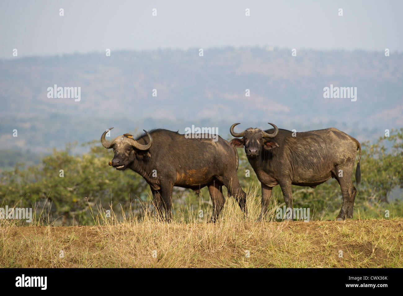Buffalo (Syncerus caffer caffer), Akagera National Park, Rwanda Stock ...