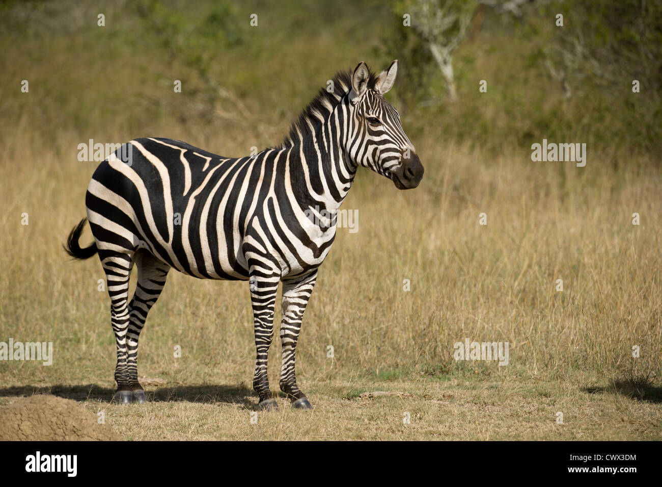 Burchell's zebra (Equus burchellii), Akagera National Park, Rwanda ...