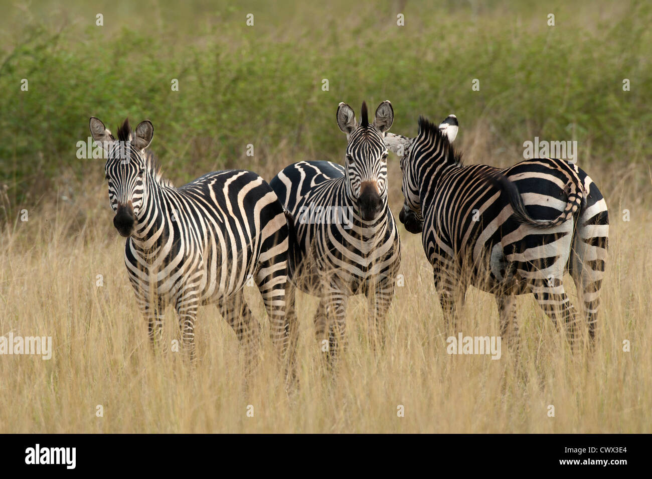 Burchell's zebra (Equus burchellii), Akagera National Park, Rwanda ...