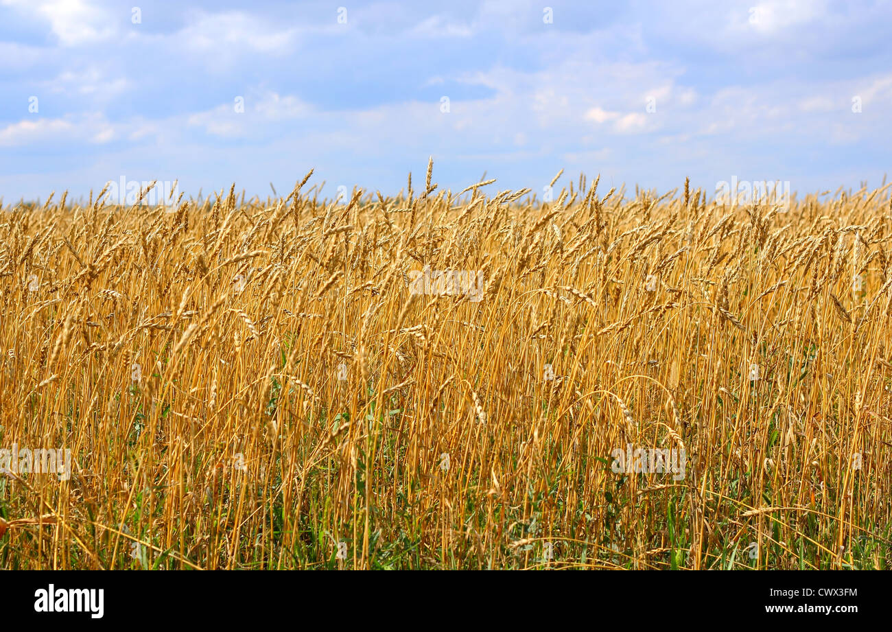 Yellow grain ready for harvest growing in a farm field Stock Photo - Alamy
