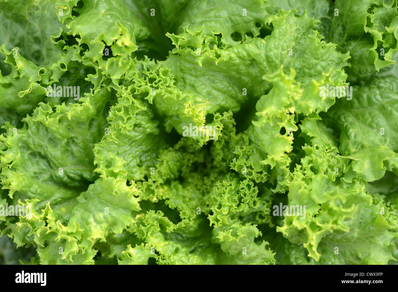 Green salad leaves background raw hi-res stock photography and images ...