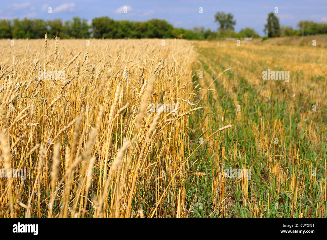 Yellow grain ready for harvest growing in a farm field Stock Photo - Alamy