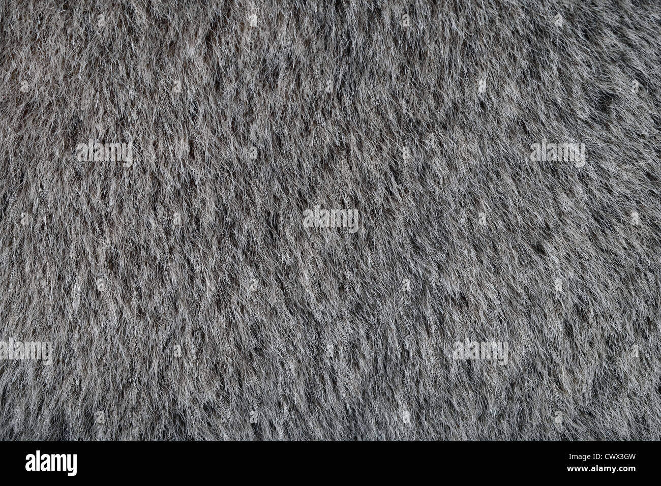 Animal Gray Fur Texture as Wallpaper or Background Stock Photo - Alamy