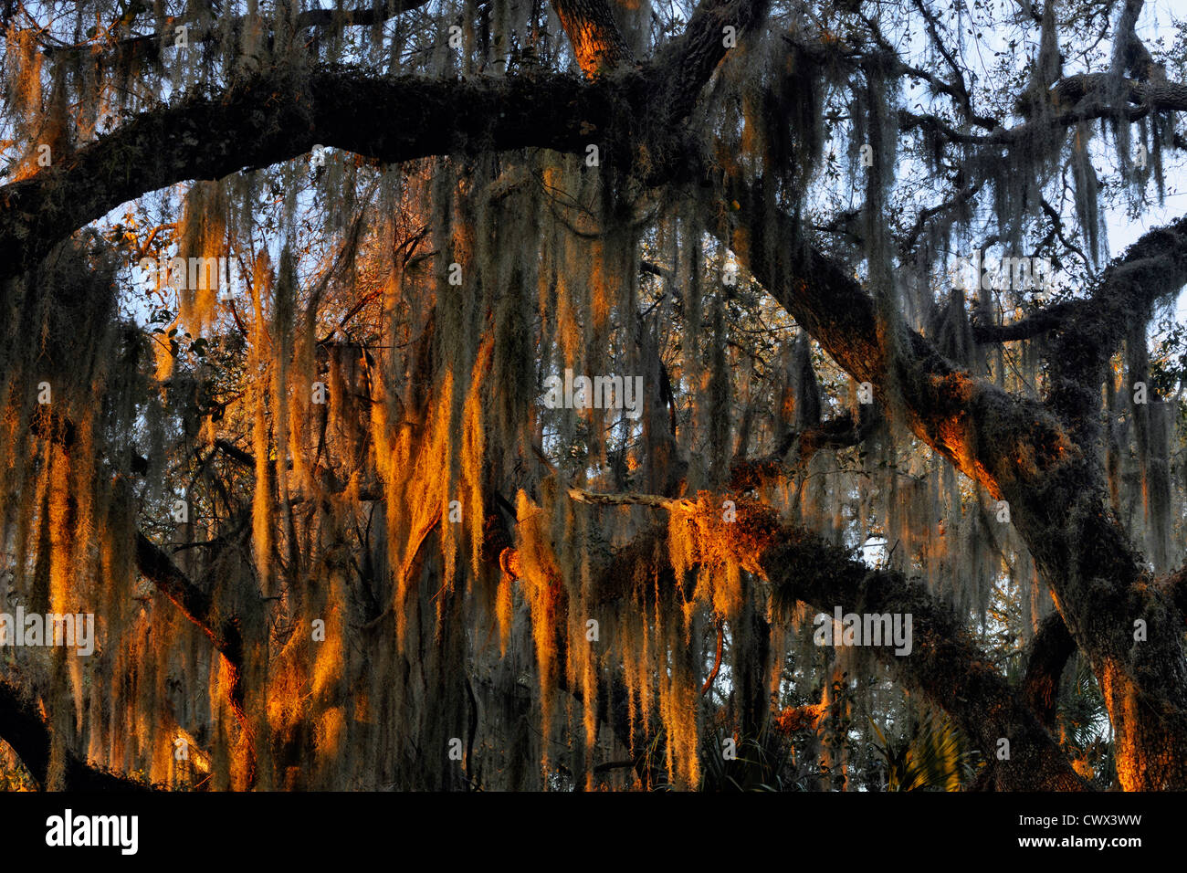 Spanish moss hi-res stock photography and images - Alamy