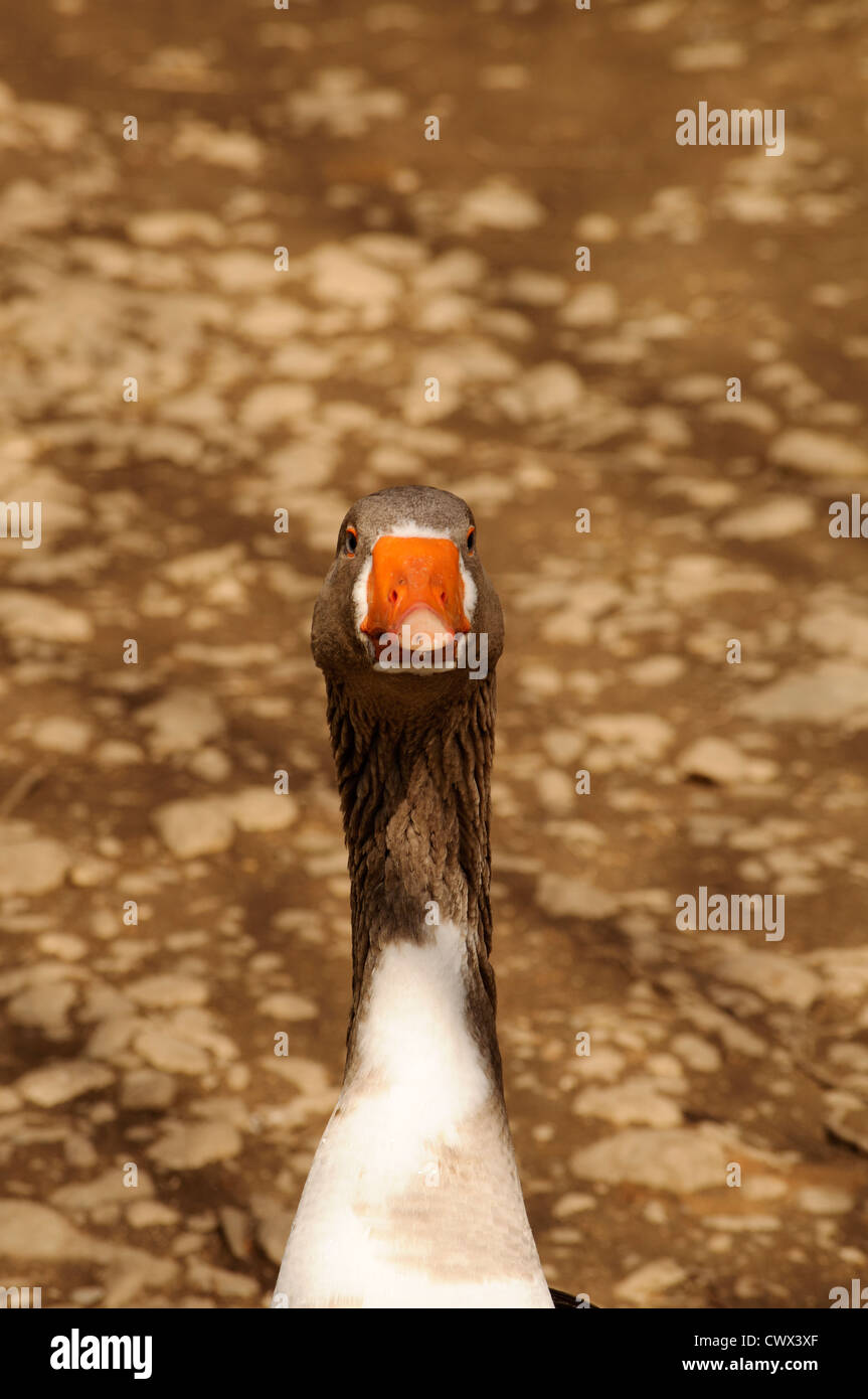 One goose hi-res stock photography and images - Alamy