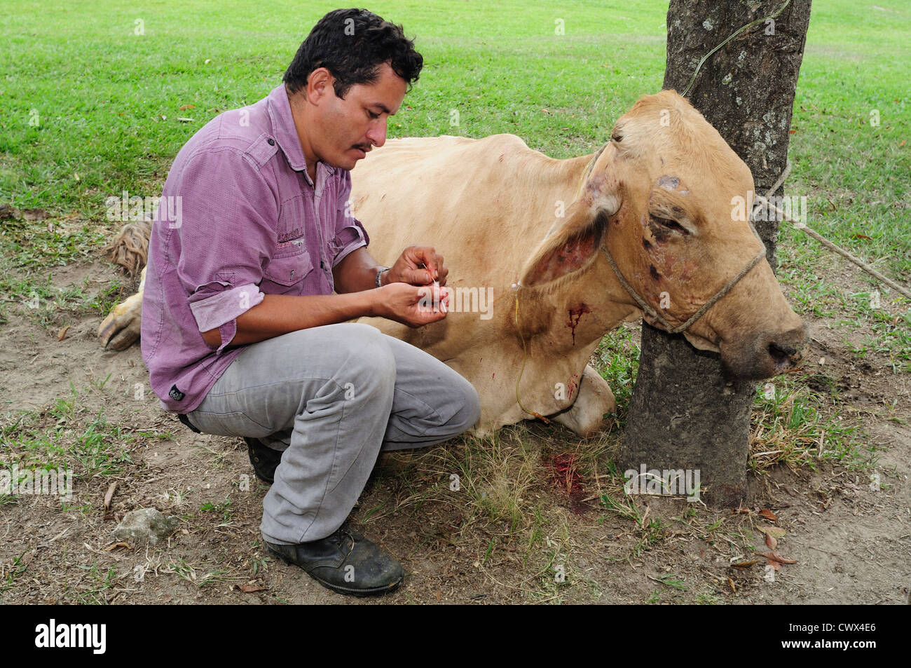 Attending sick cow in RIVERA . Department of Huila. COLOMBIA Stock ...