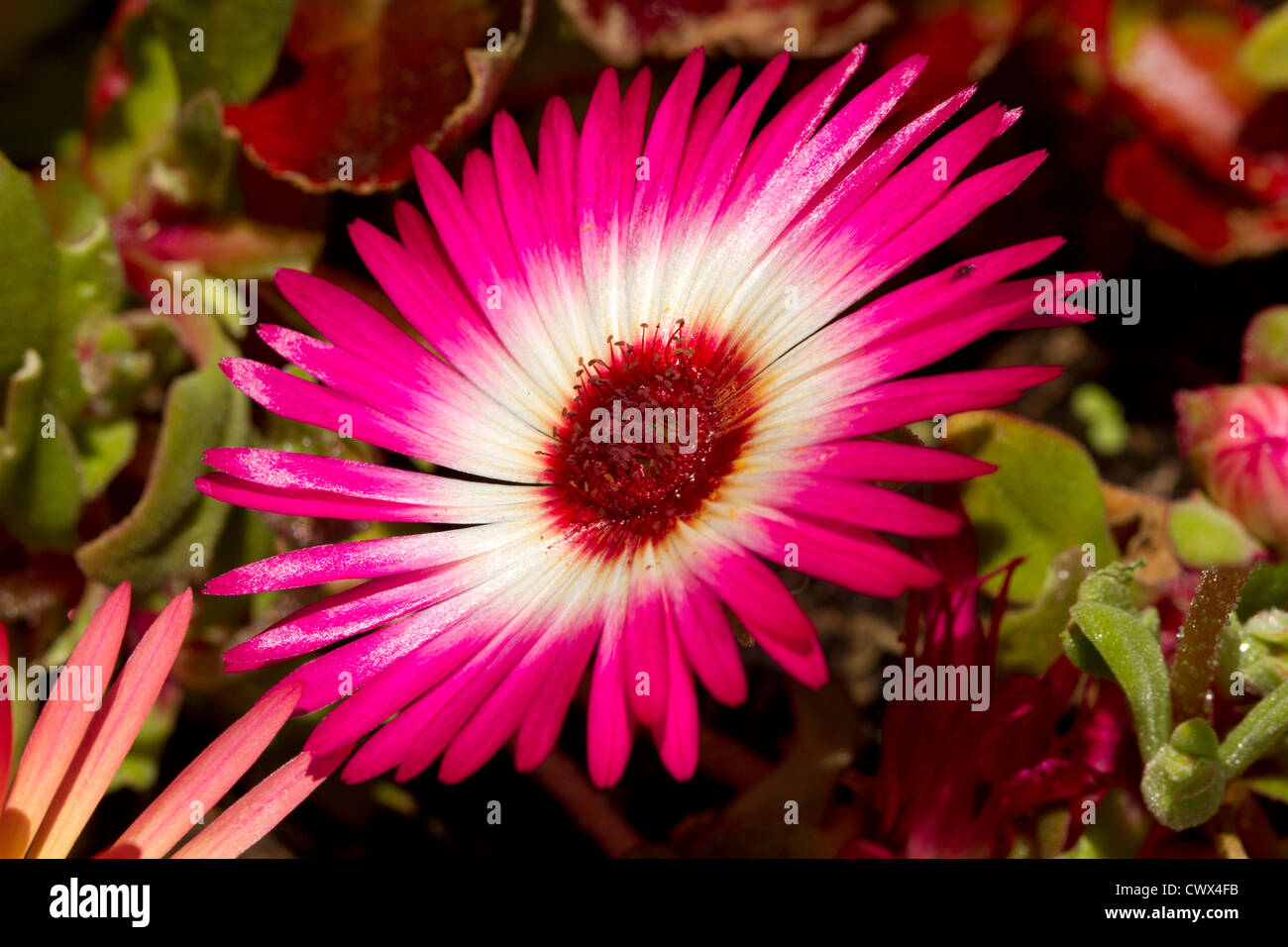 Livingstone Daisy flowering during daylight, Cornwall, UK Stock Photo ...