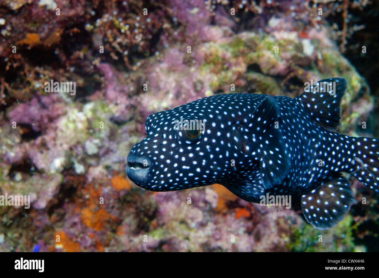 A puffer fish on a coral reef at Coiba Island off the coast of Panama ...