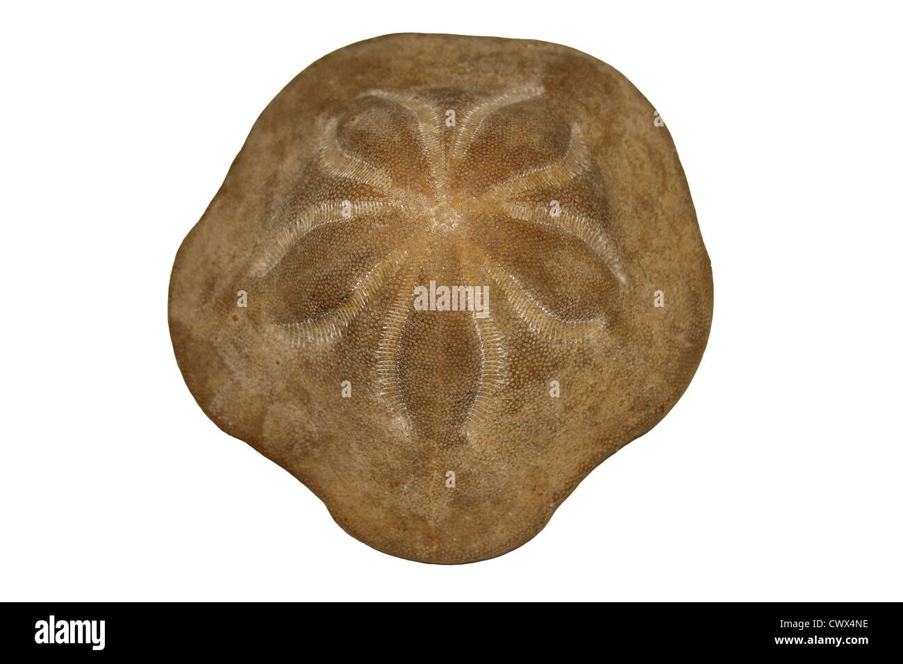 Clypeaster hi-res stock photography and images - Alamy