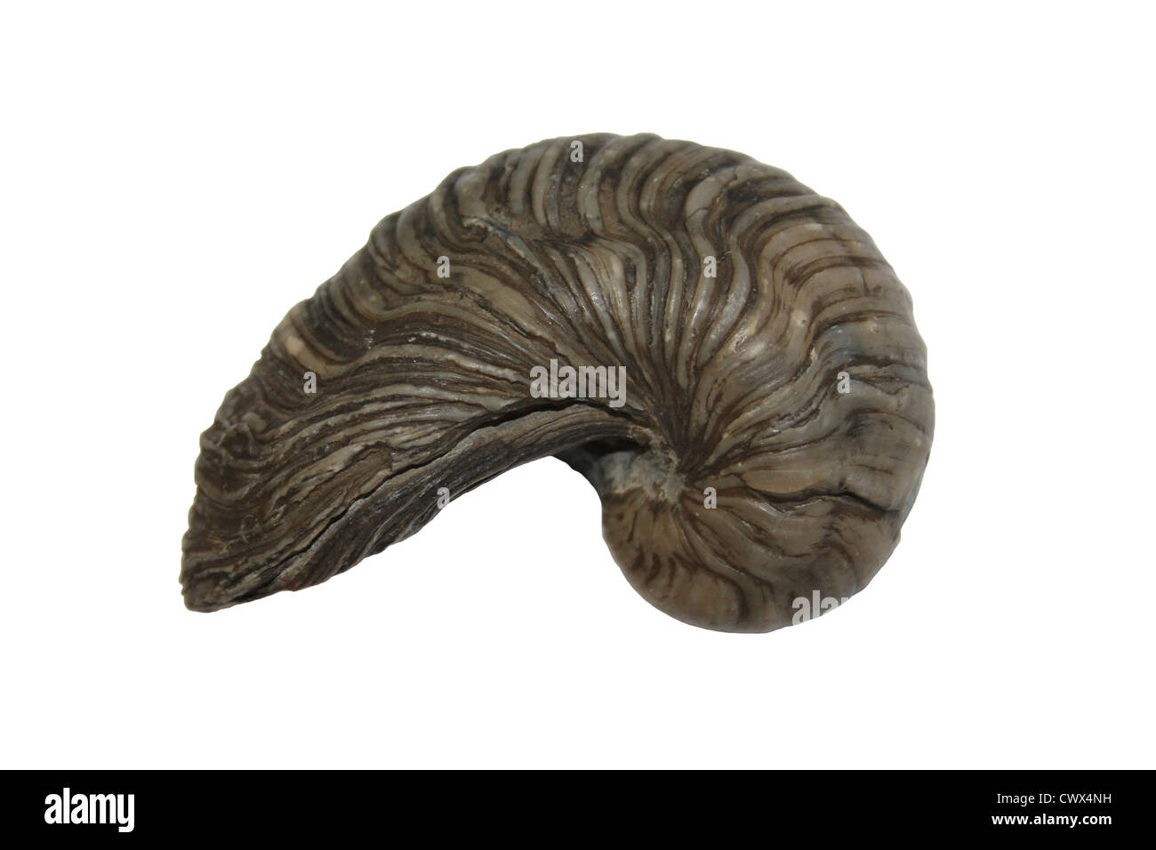 Devils toenail Cut Out Stock Images & Pictures - Alamy