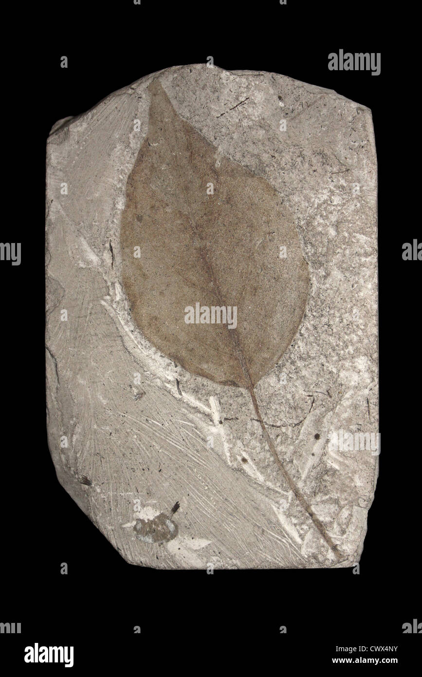 Miocene fossils hi-res stock photography and images - Alamy