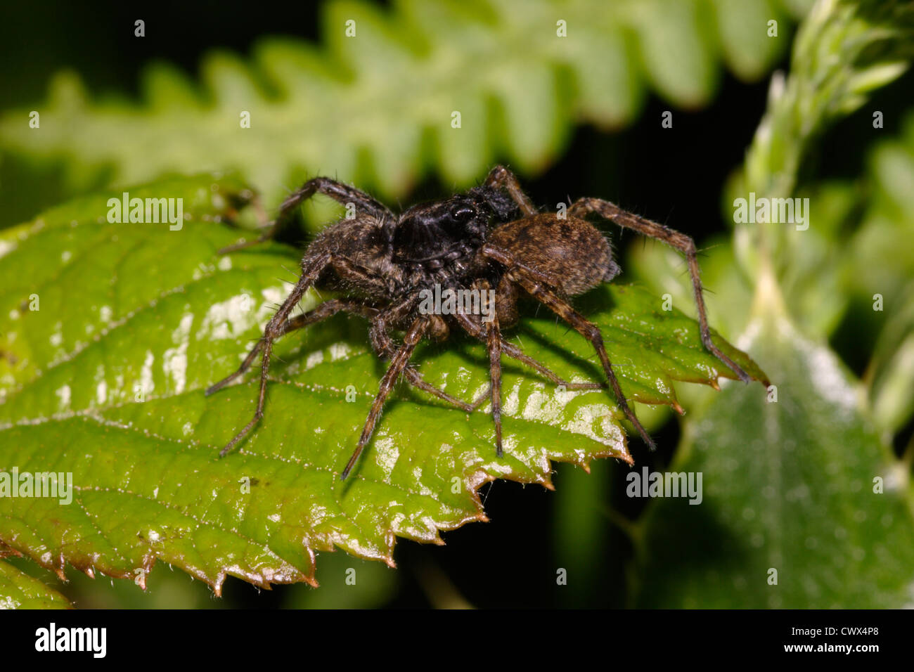 Spotted wolf spider (Pardosa amentata : Lycosidae), mating pair, UK ...