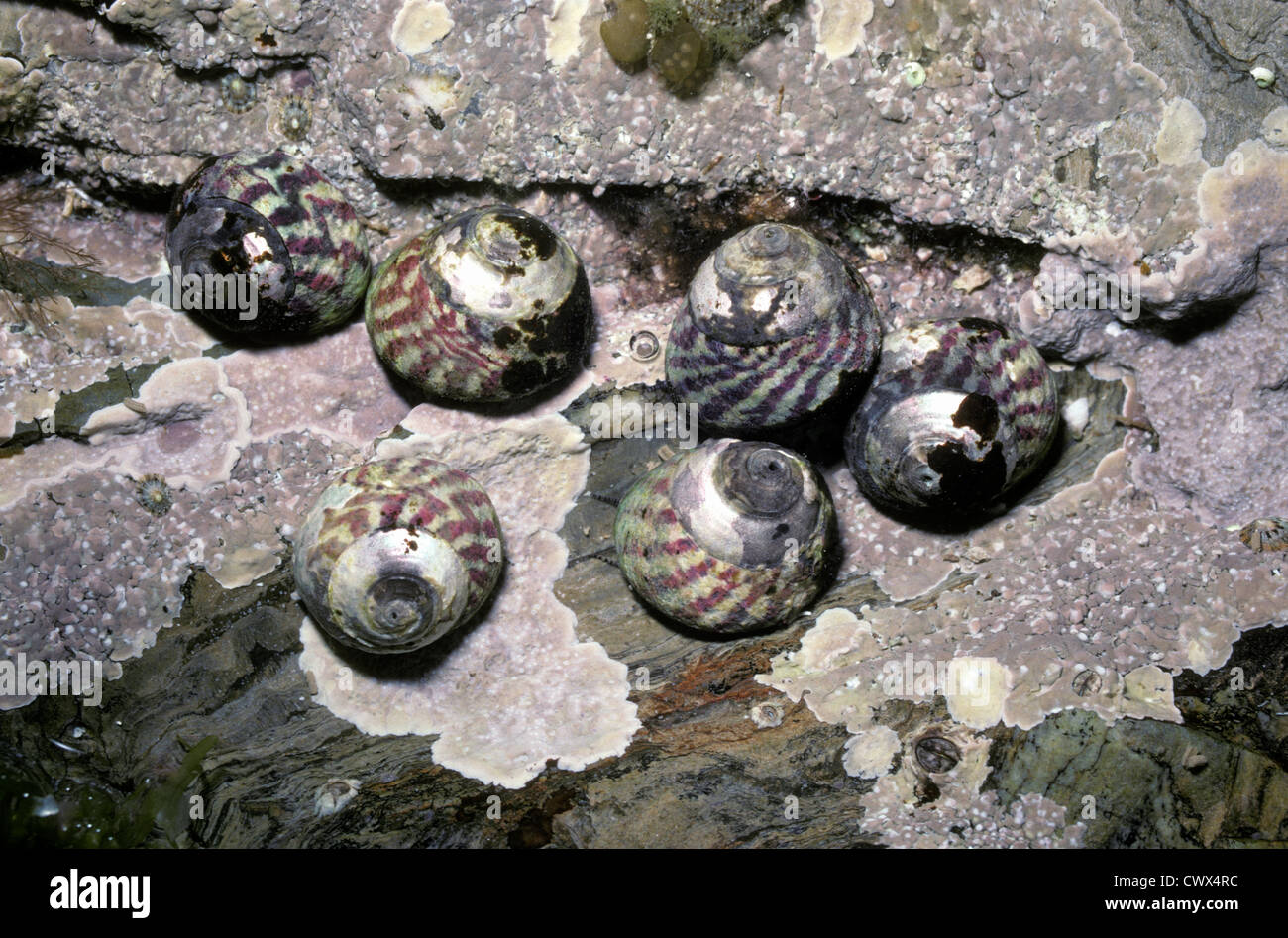 Flat top shells (Gibbula umbilicalis) in rock pool at low tide, UK ...