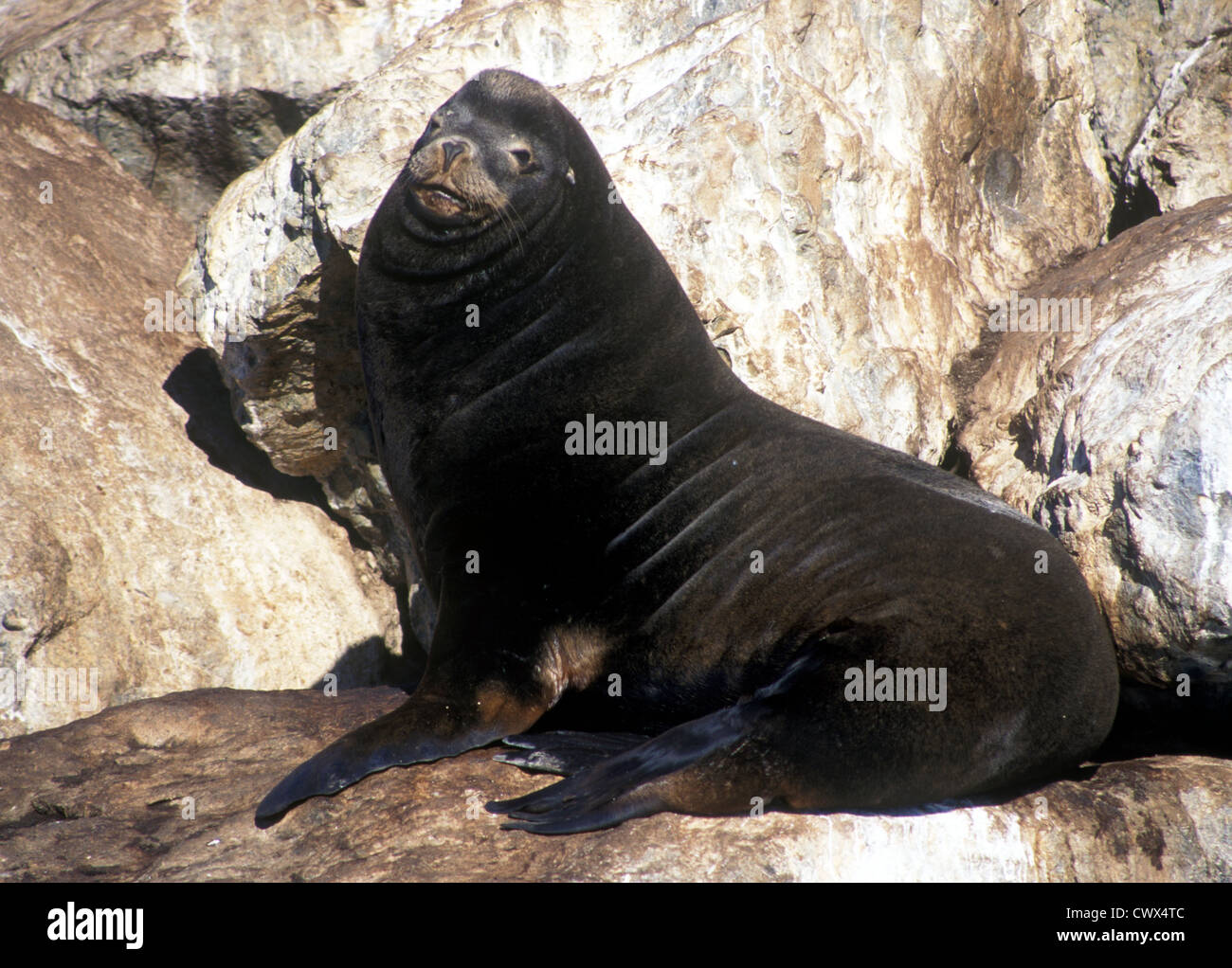 A large male California Sea Lion (Zalophus californianus) rests on the ...