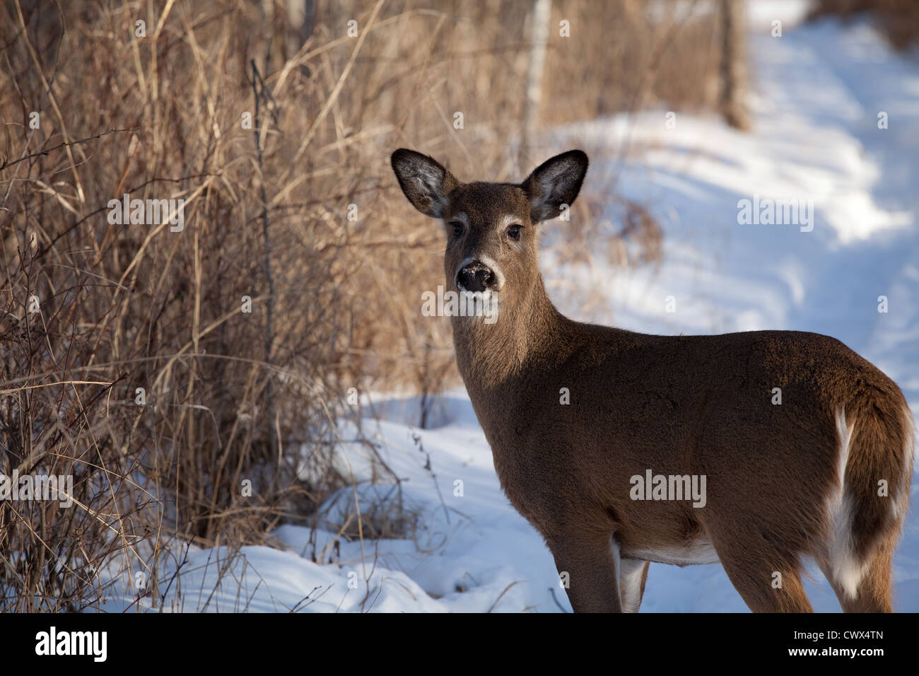 Whitetail Deer Whitetail Deer Yearling Whitetail Doe Doe High ...