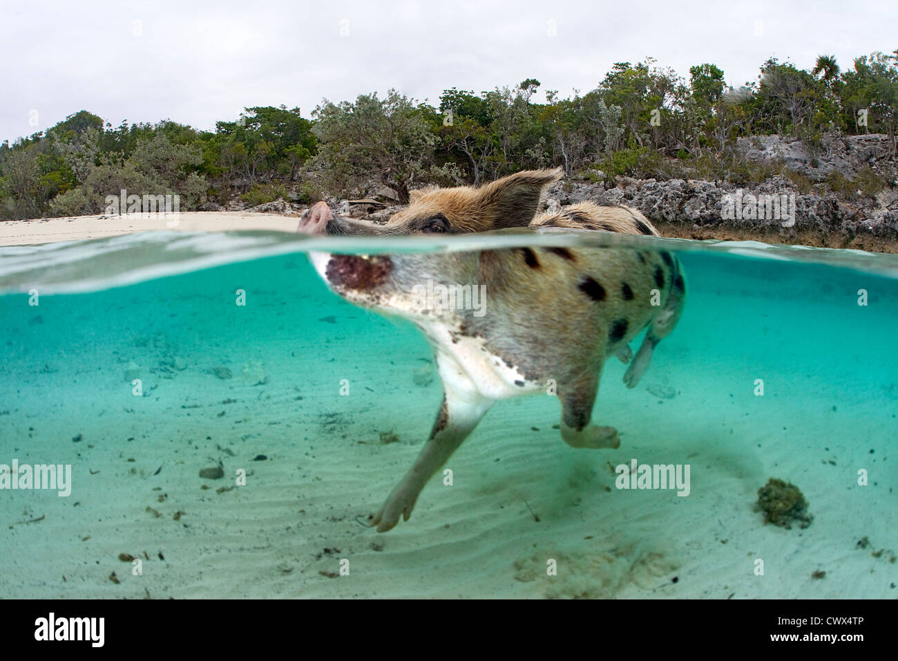 A feral pig swims in the clear waters of the Bahamas at Staniel Cay to ...