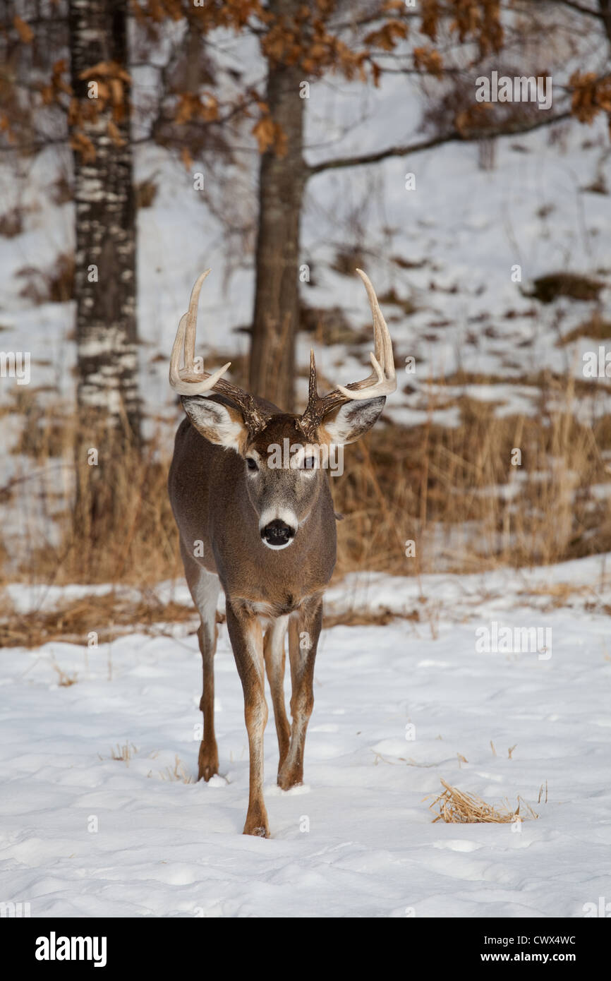 White tailed deer in winter hi-res stock photography and images - Alamy