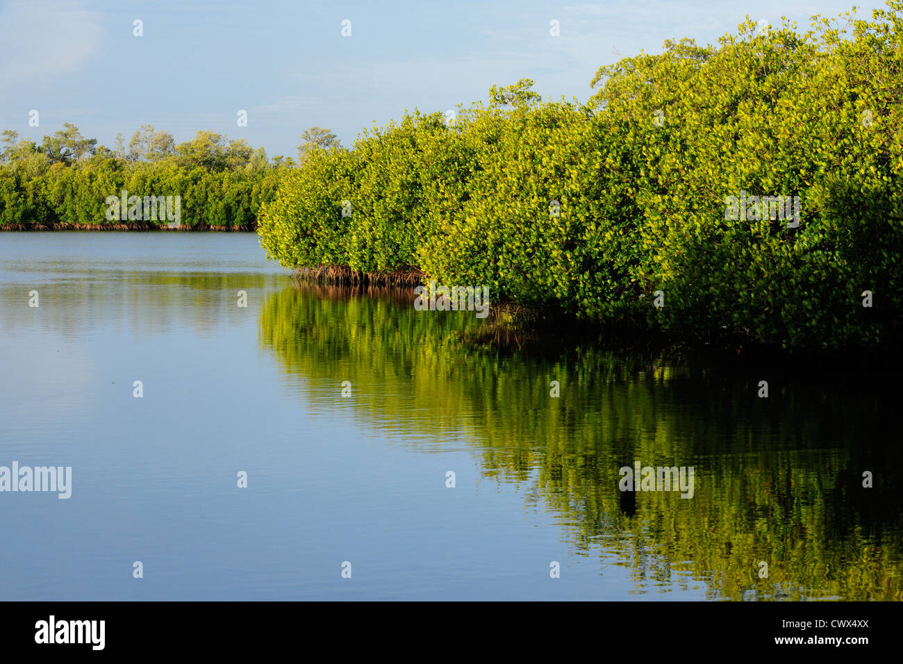 Red mangroves and salt water lagoons, Ding Darling NWR, Sanibel Island ...