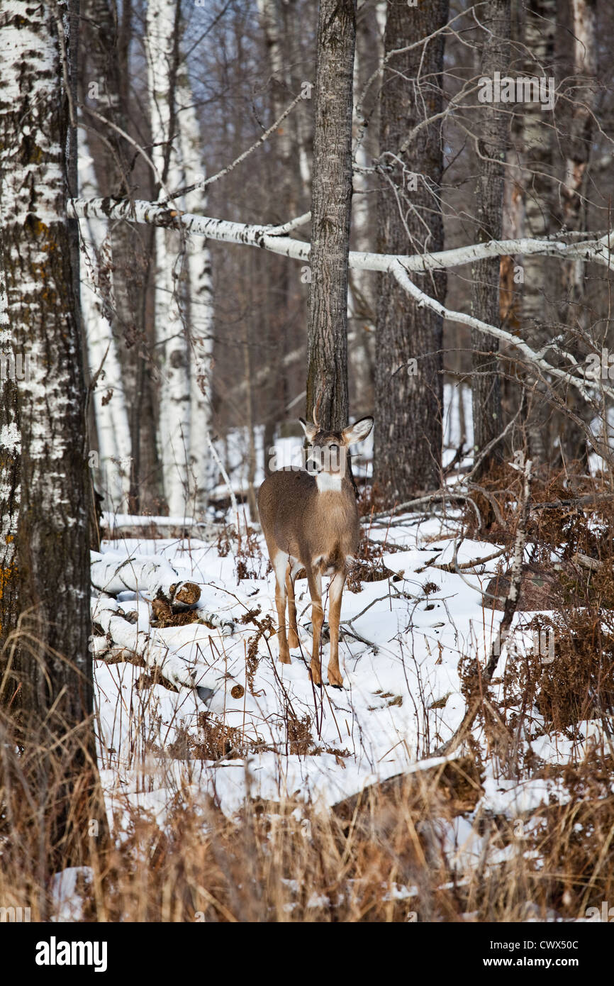 White tail deer winter single hi-res stock photography and images - Alamy