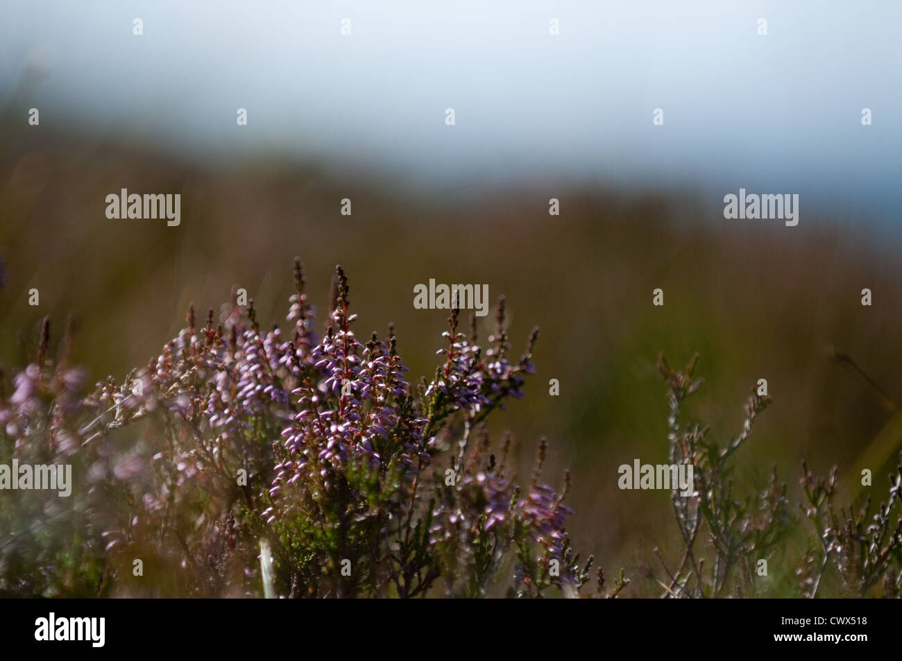 Scottish heather hi-res stock photography and images - Alamy