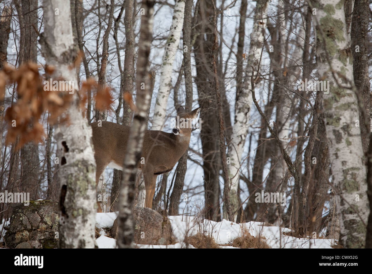 Hungry doe hi-res stock photography and images - Alamy