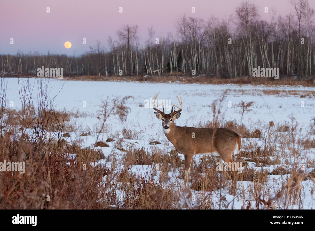 Full moon and the whitetail rut hi-res stock photography and images - Alamy