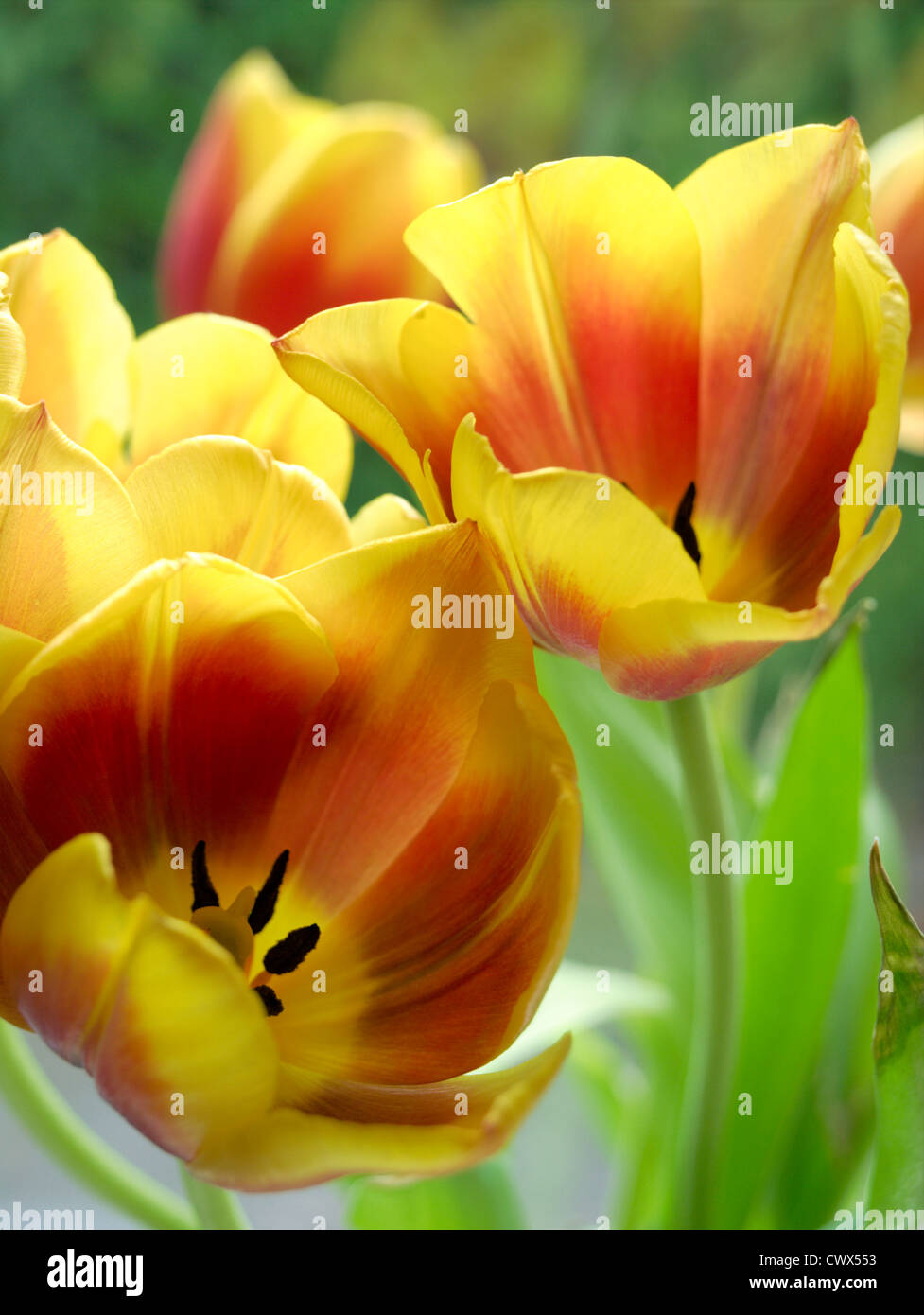 Spring tulip display hi-res stock photography and images - Alamy