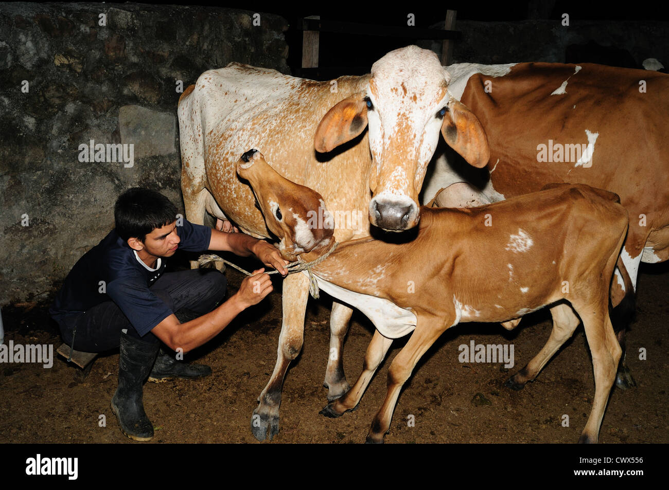 Milking cows in RIVERA . Department of Huila. COLOMBIA Stock Photo - Alamy