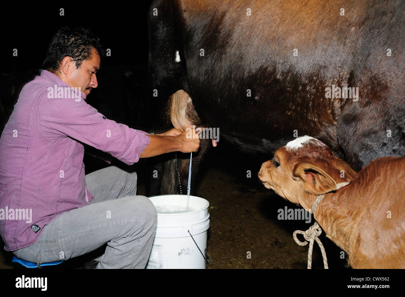 Milking cows in RIVERA . Department of Huila. COLOMBIA Stock Photo - Alamy