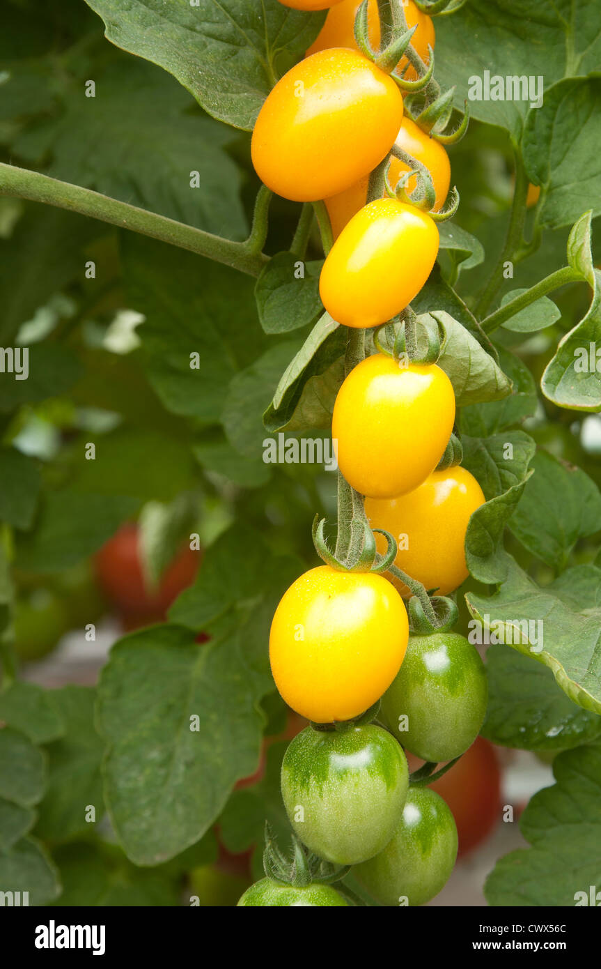 Yellow tomatoes in a greenhouse ready for harvesting Stock Photo - Alamy