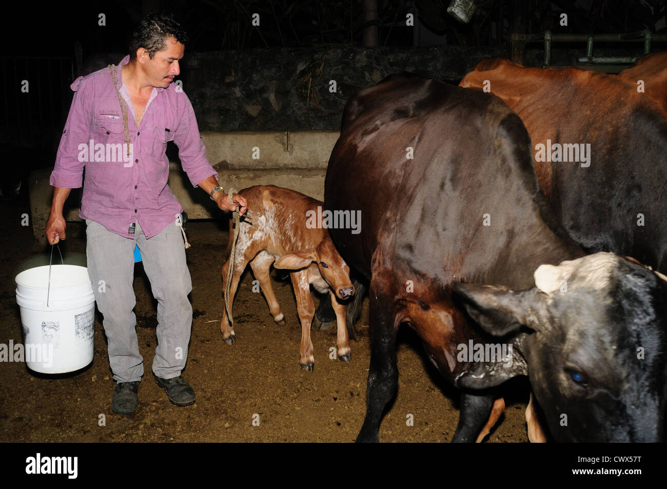 Milking cows in RIVERA . Department of Huila. COLOMBIA Stock Photo - Alamy