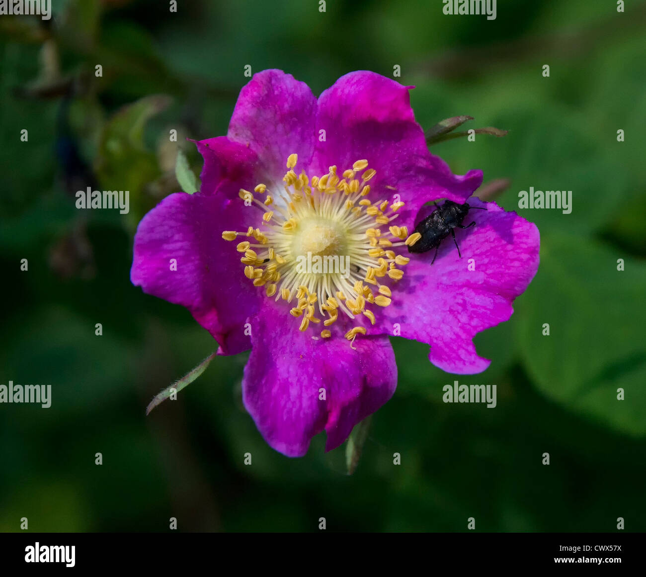 Pasqueflower with insect on petal captured at Minto Brown Island Park ...