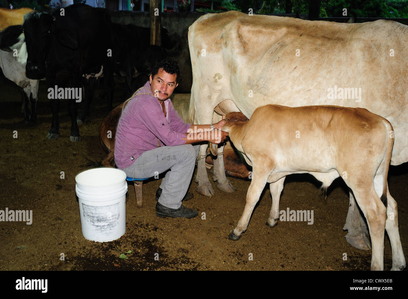 Milking cows in RIVERA . Department of Huila. COLOMBIA Stock Photo - Alamy