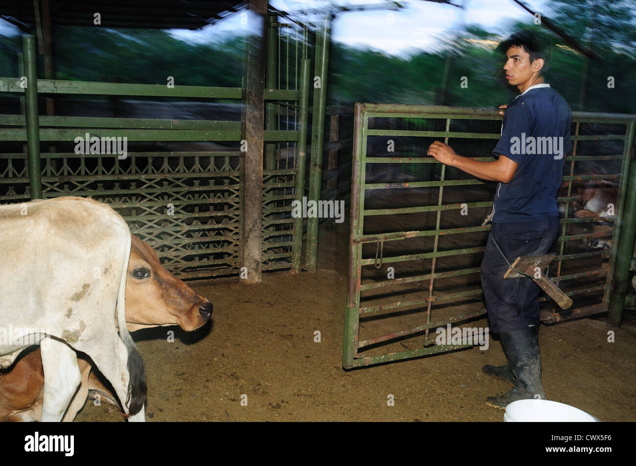 Milking cows in RIVERA . Department of Huila. COLOMBIA Stock Photo - Alamy