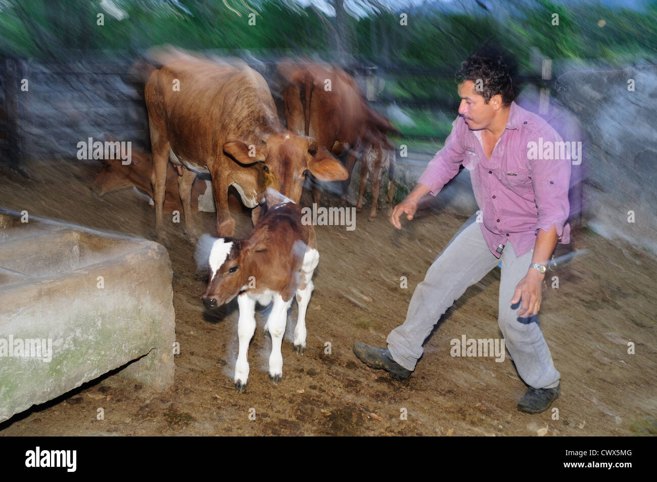 Milking cows in RIVERA . Department of Huila. COLOMBIA Stock Photo - Alamy