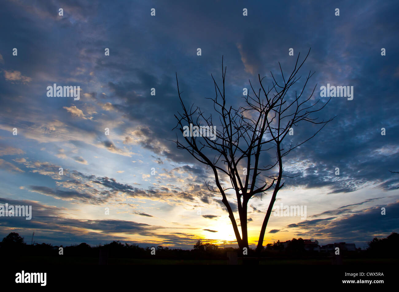 silhouette of died tree Stock Photo - Alamy